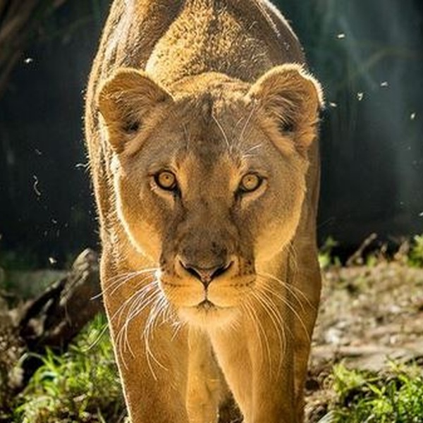 Nala Radio - Dallas, TX