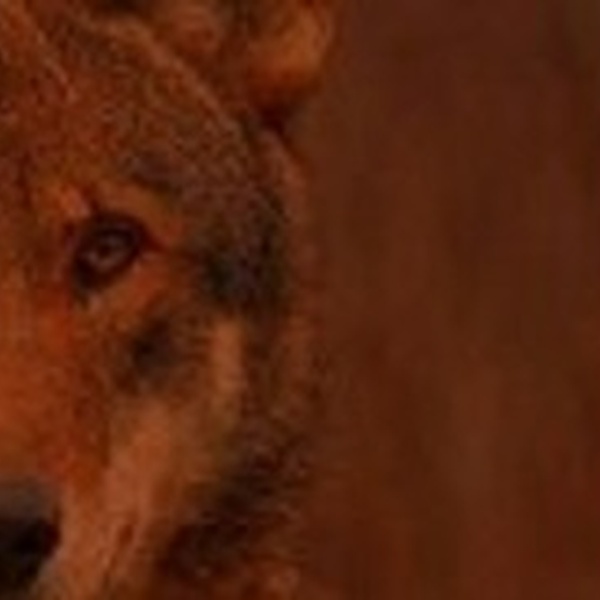 Red Wolf Country Radio - Eustis, FL - Listen Online